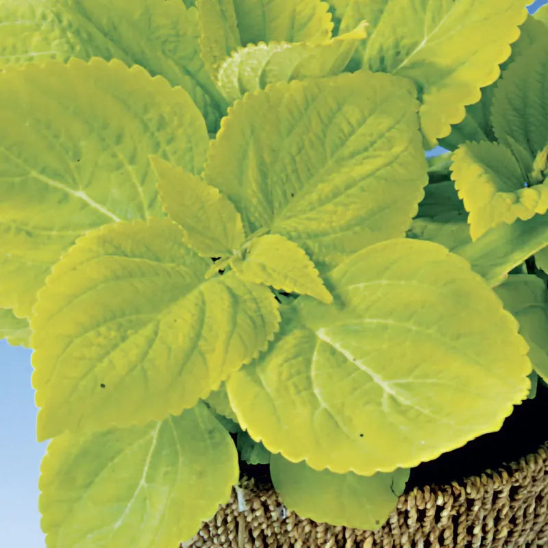 Giant Limelight Coleus Seeds – bulkseedco