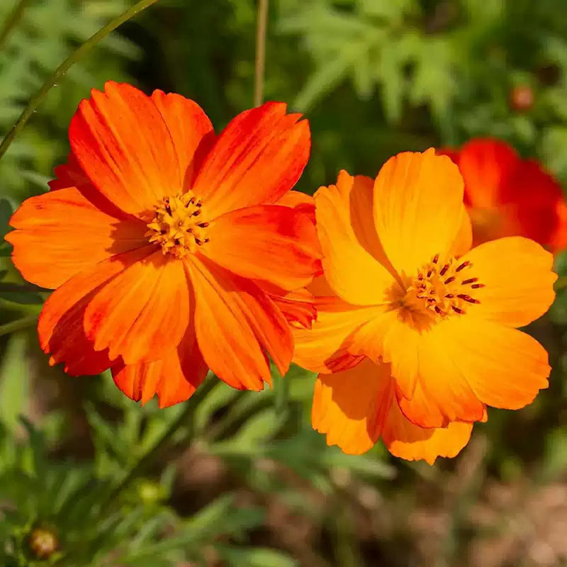 Cosmic Orange Cosmos Flower Seeds – bulkseedco