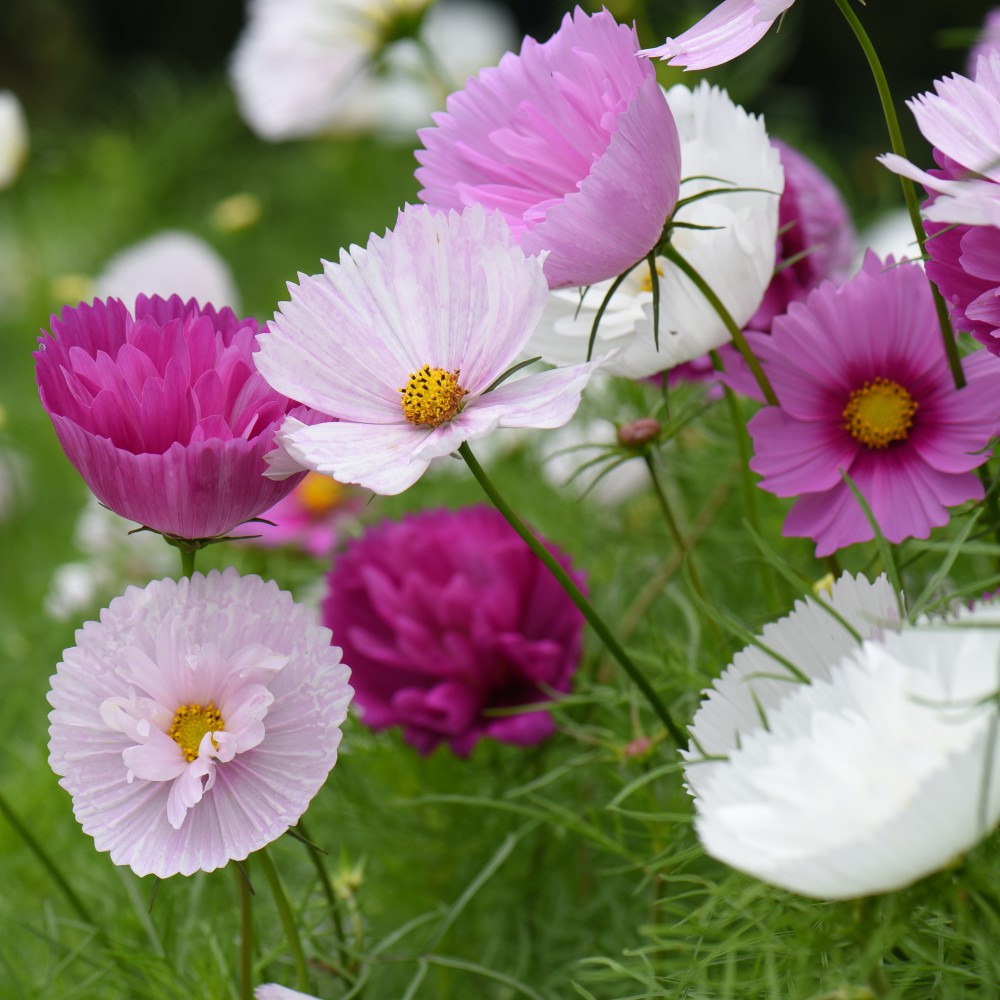 Cosmos bipinnatus 'Cupcakes and Saucers Mix' Seeds – bulkseedco