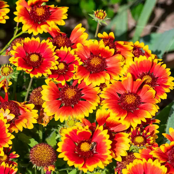 Blanket Flower – bulkseedco