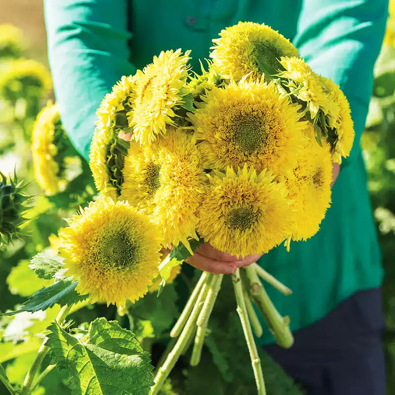 Superted Hybrid Sunflower Seeds – bulkseedco