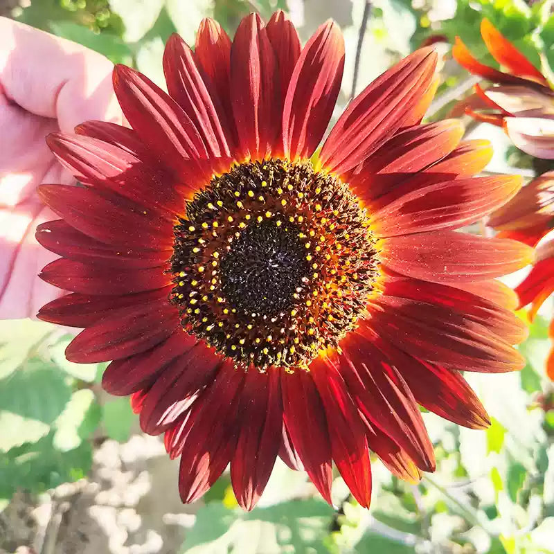 'Midnight Rouge' Sunflower Seeds – bulkseedco