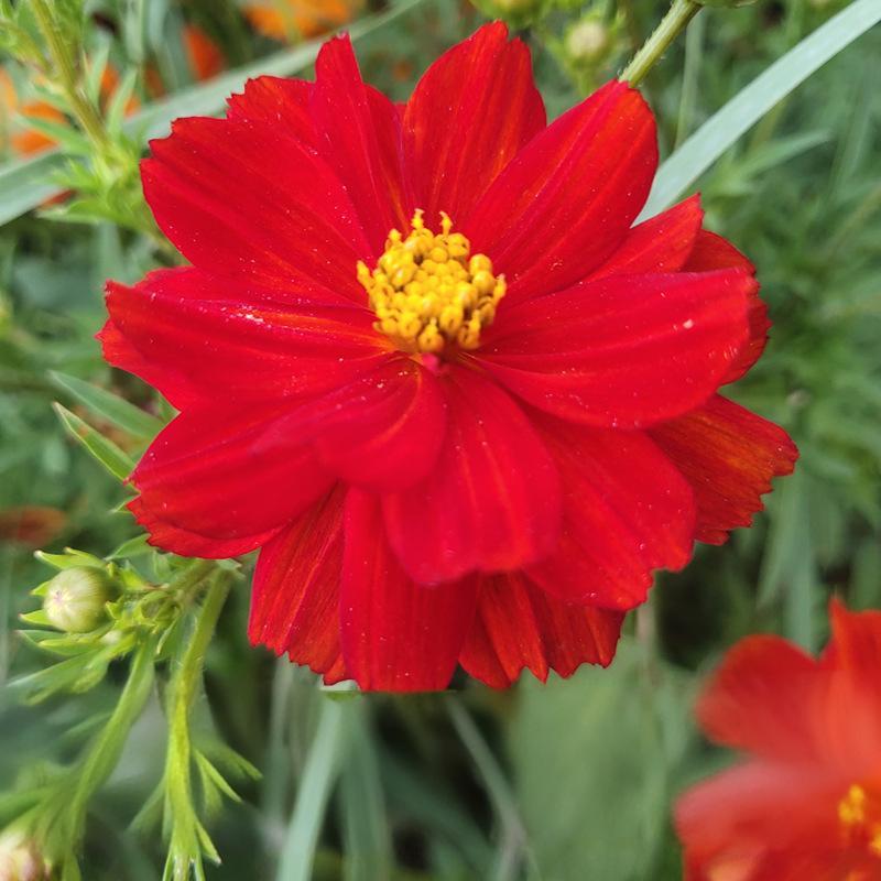 Cosmic Red Cosmos Seeds – bulkseedco